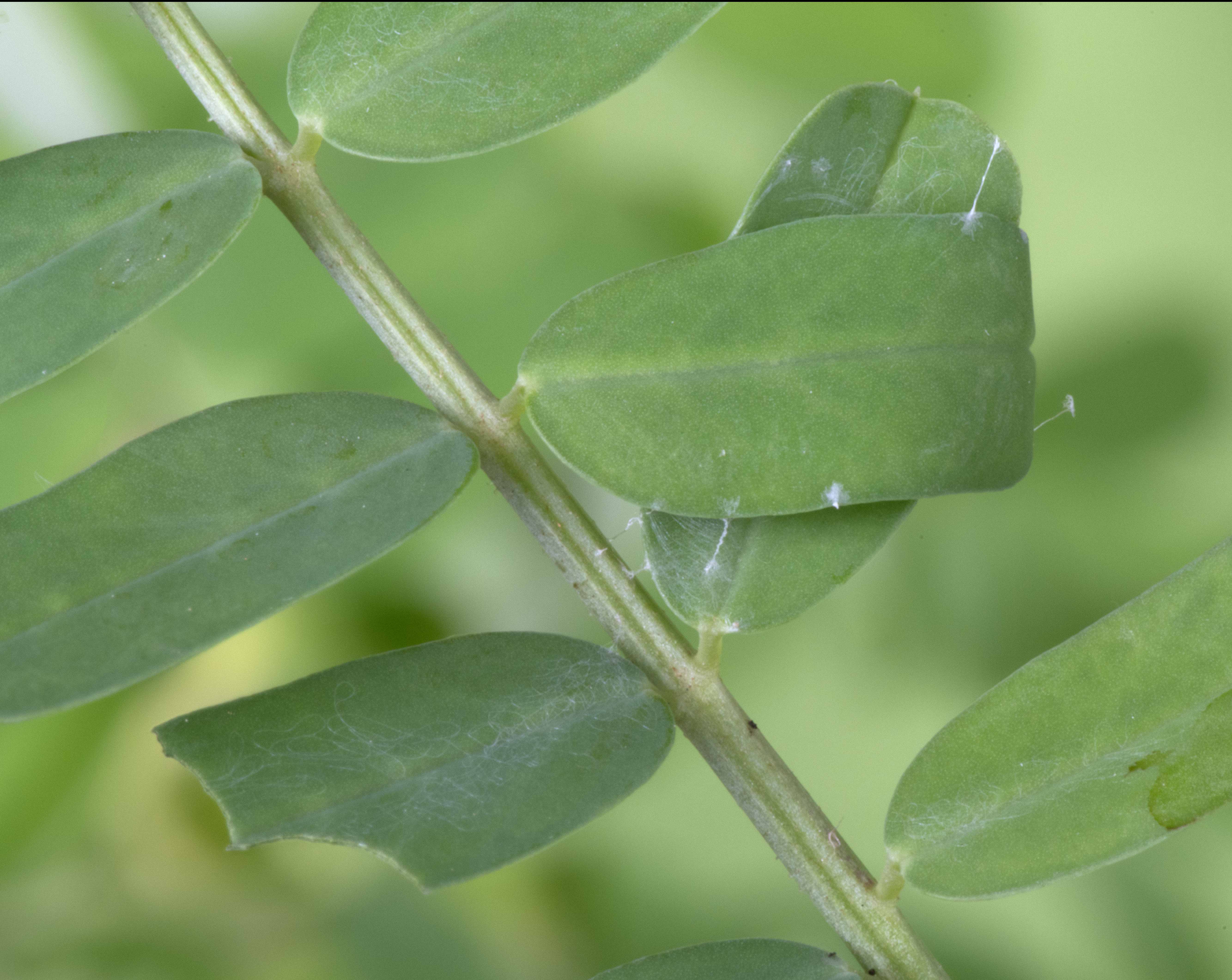 Wild Indigo Duskywing - Alabama Butterfly Atlas