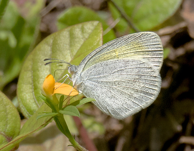 Barred Yellow - Alabama Butterfly Atlas