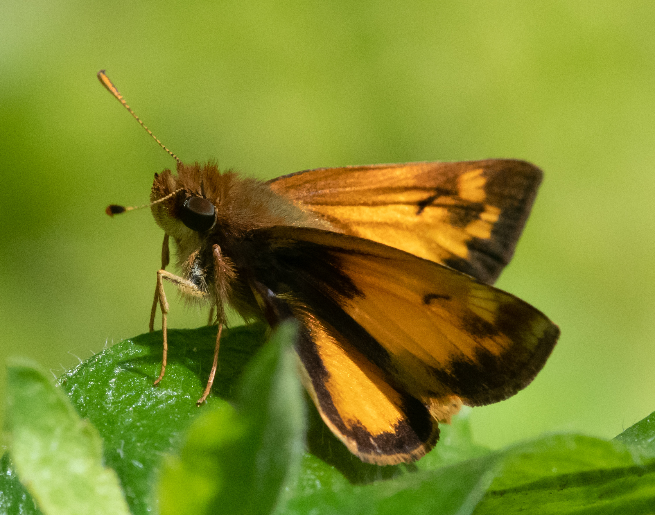 Zabulon Skipper - Alabama Butterfly Atlas