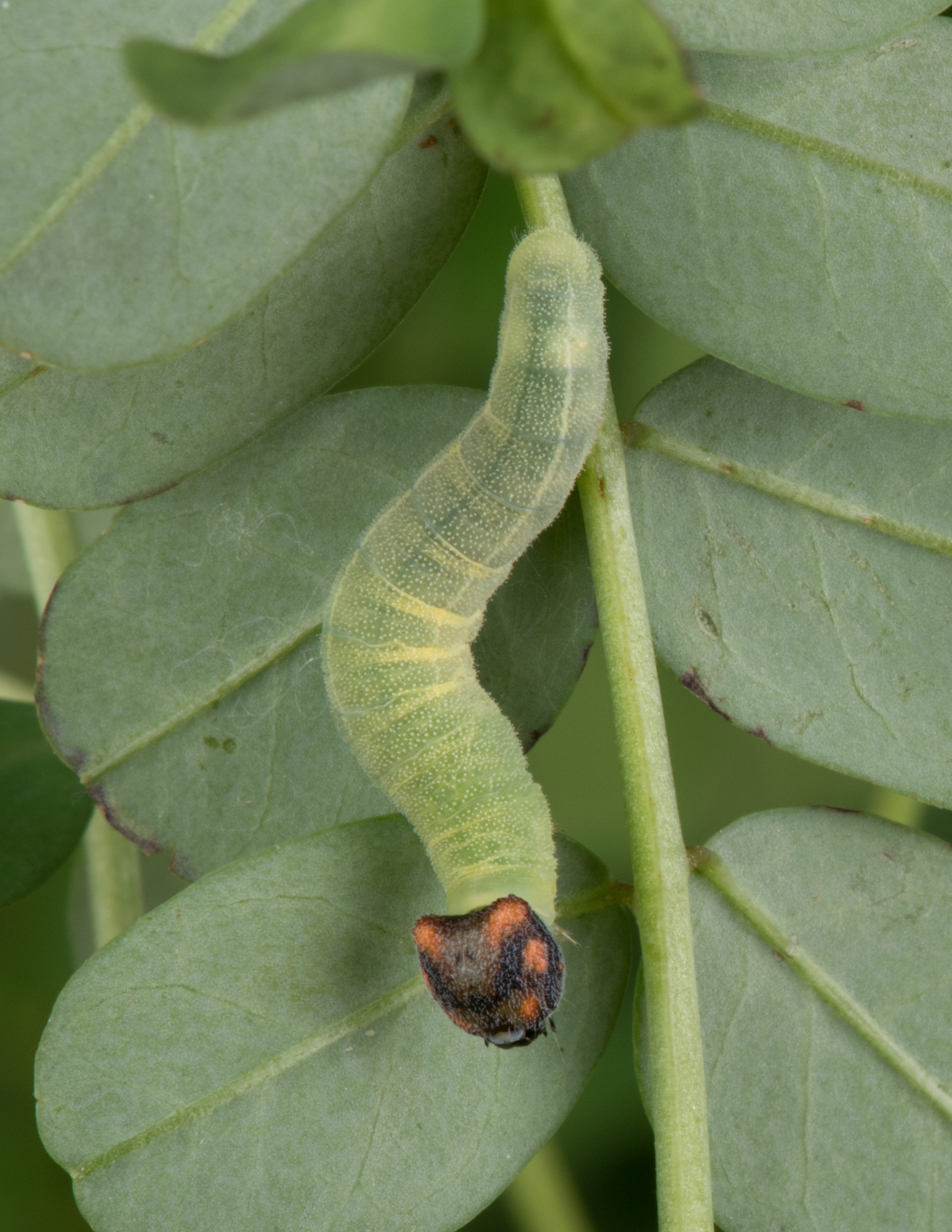 Wild Indigo Duskywing - Alabama Butterfly Atlas
