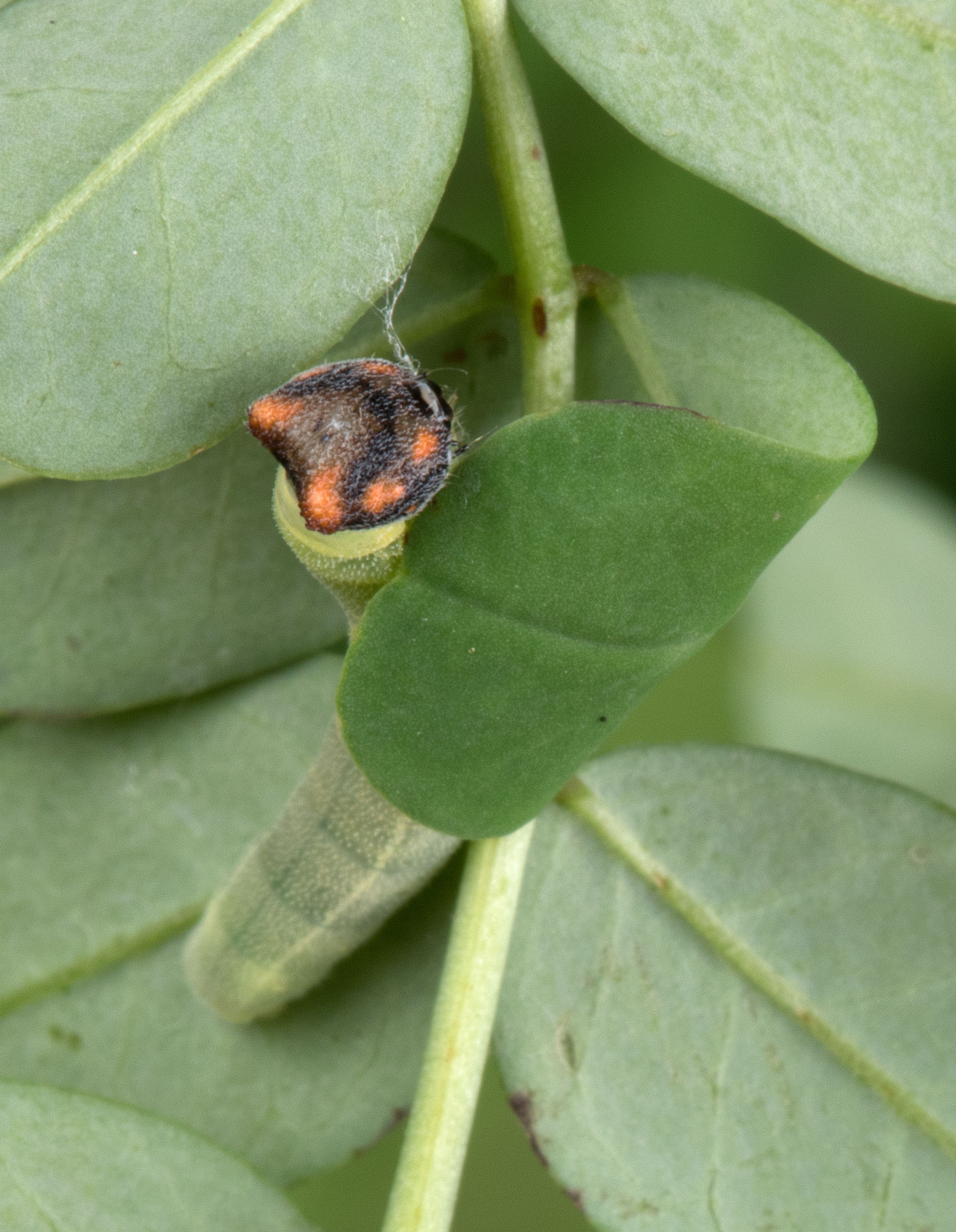 Wild Indigo Duskywing - Alabama Butterfly Atlas