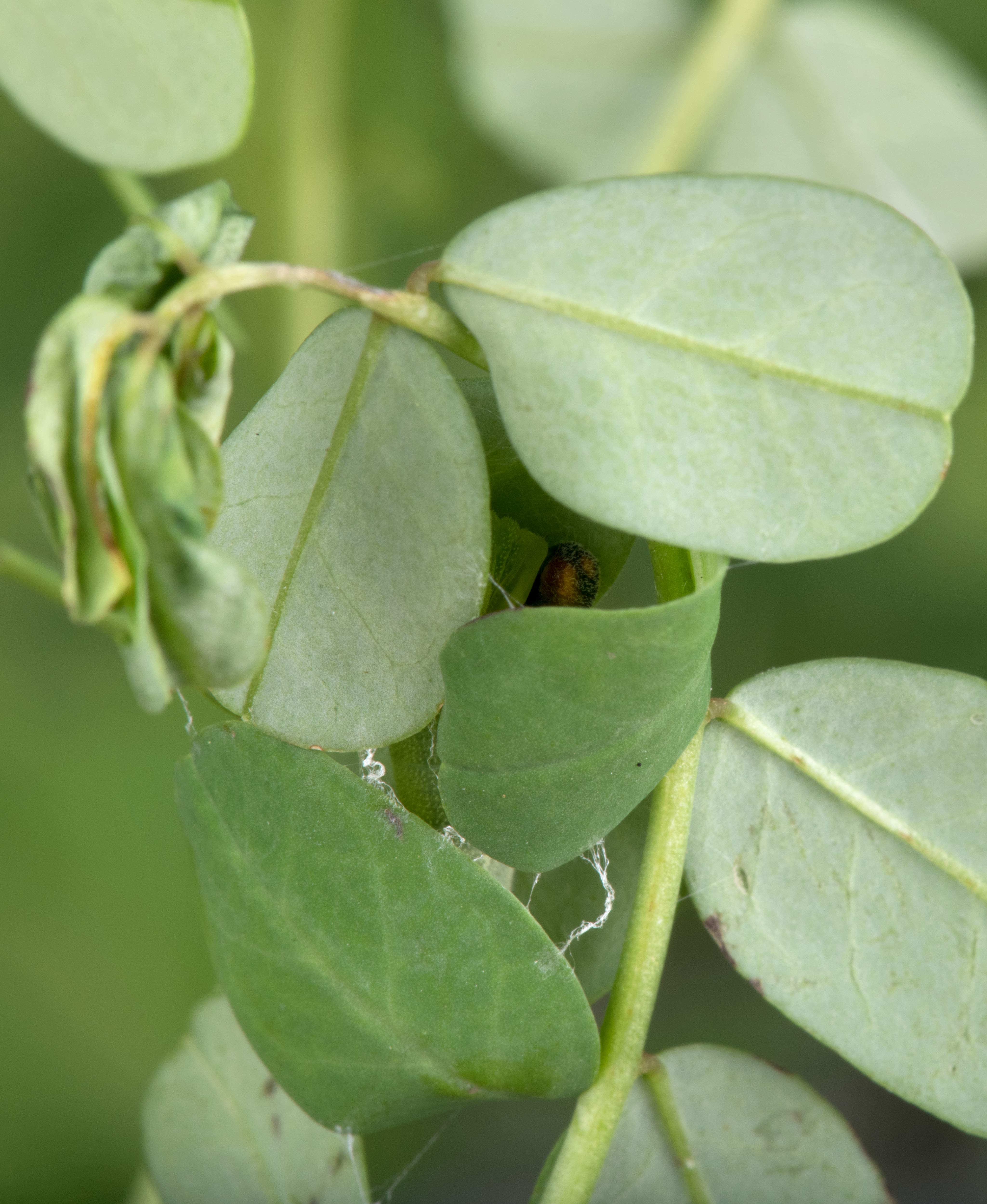 Wild Indigo Duskywing - Alabama Butterfly Atlas