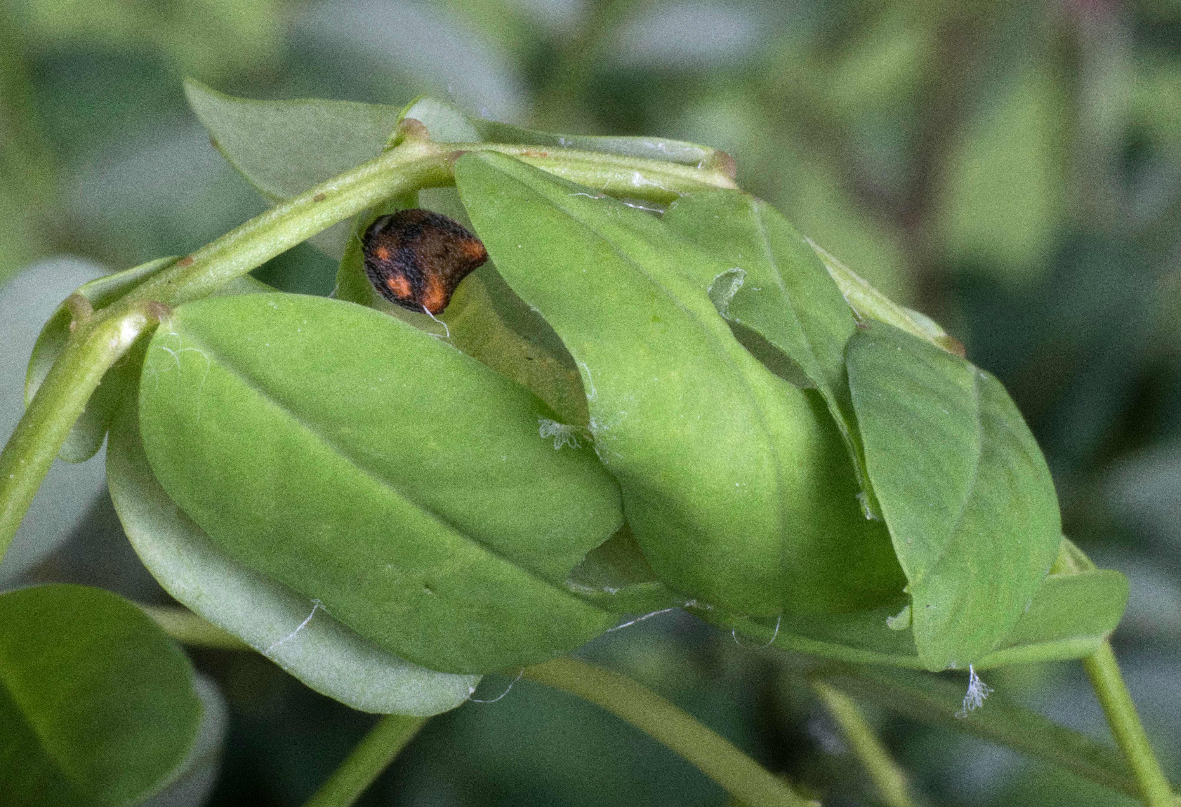 Wild Indigo Duskywing - Alabama Butterfly Atlas