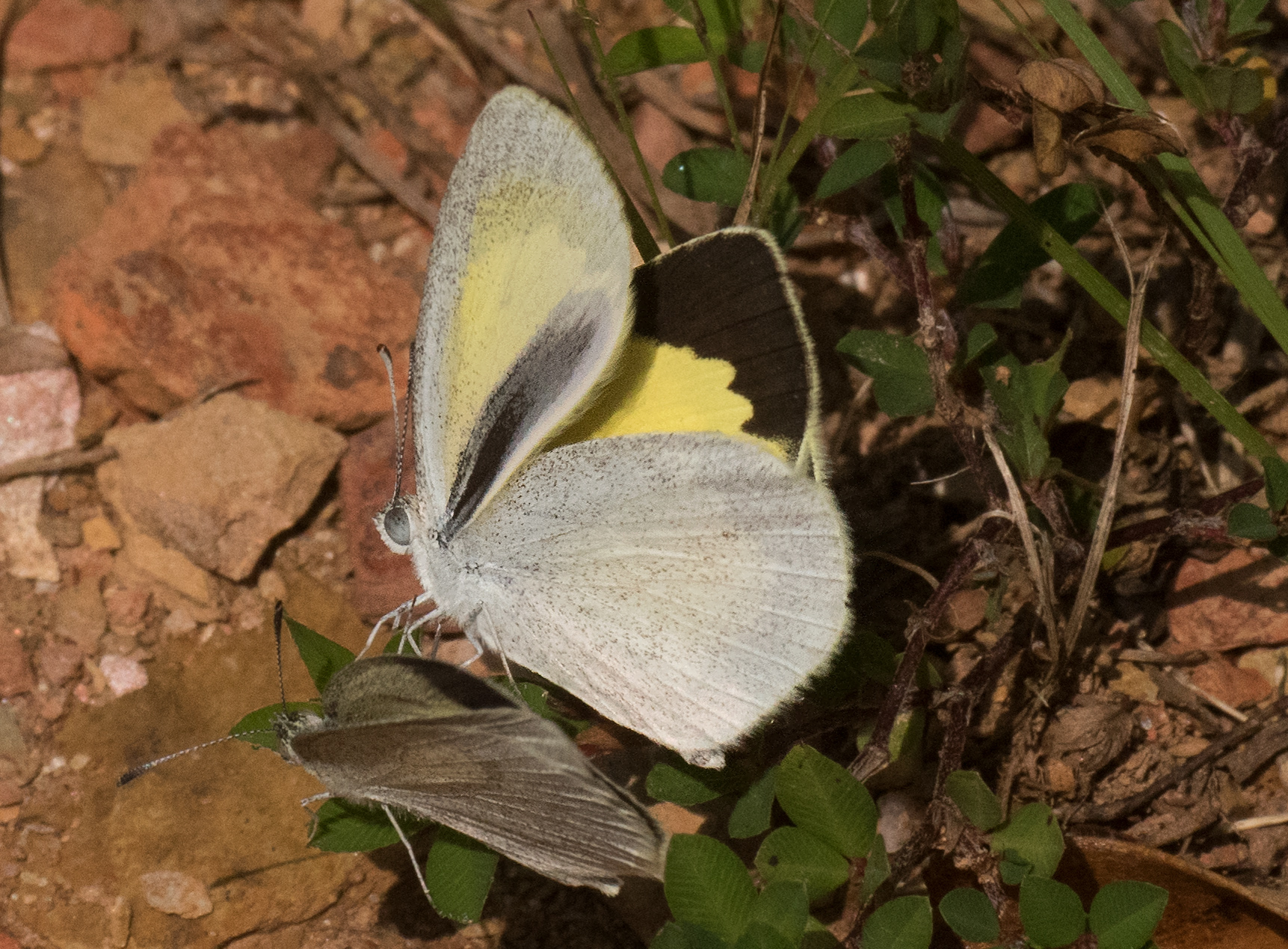 Barred Yellow - Alabama Butterfly Atlas