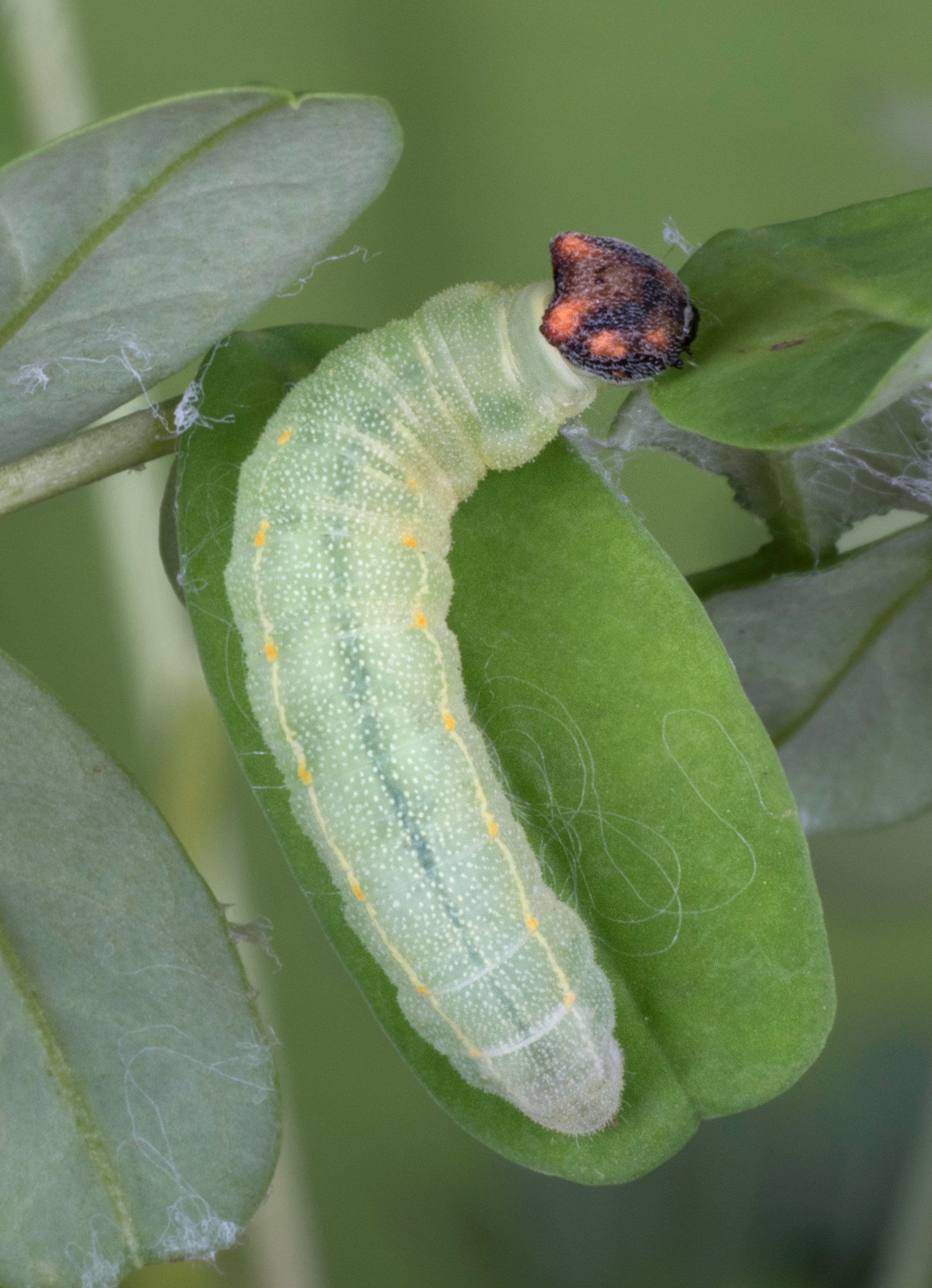 Wild Indigo Duskywing - Alabama Butterfly Atlas