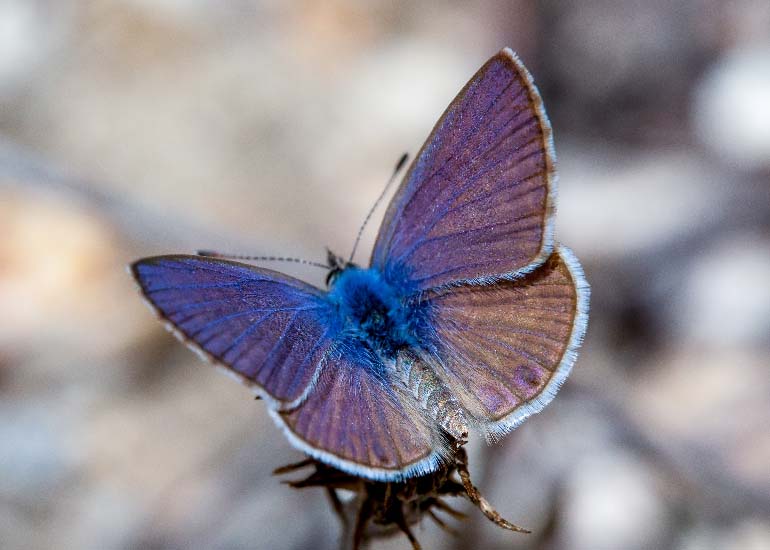 Marine Blue - Alabama Butterfly Atlas