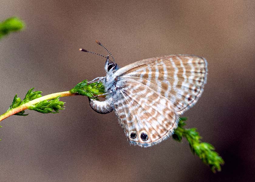 Marine Blue - Alabama Butterfly Atlas