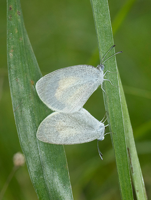 Barred Yellow - Alabama Butterfly Atlas