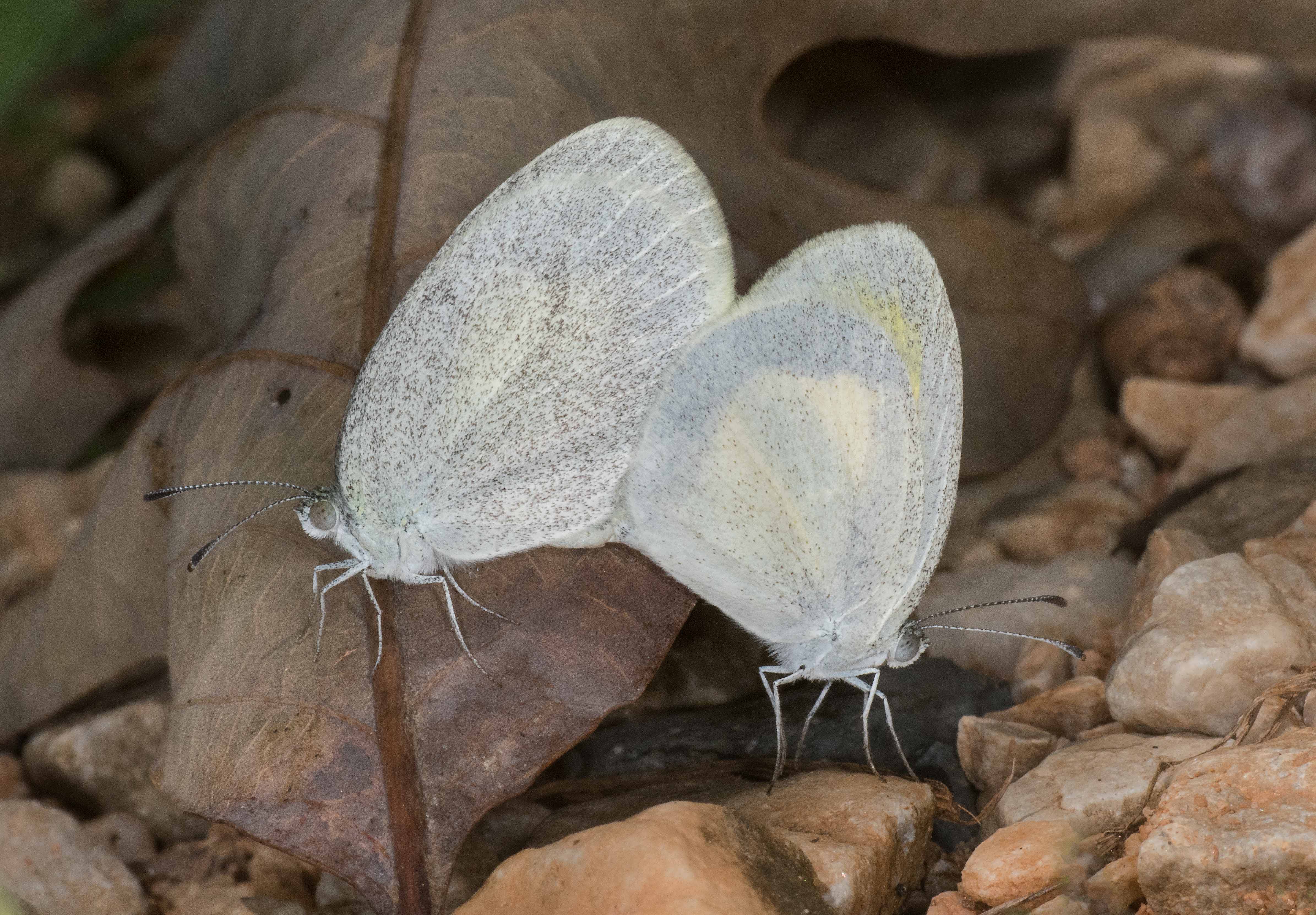 Barred Yellow - Alabama Butterfly Atlas