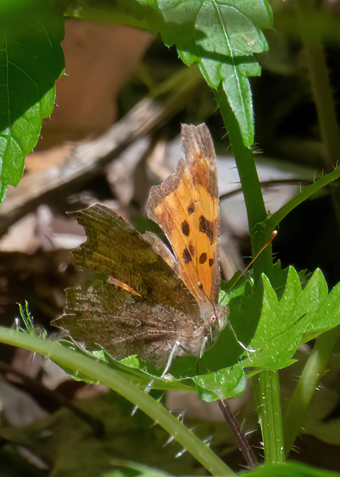 Eastern Comma - Alabama Butterfly Atlas