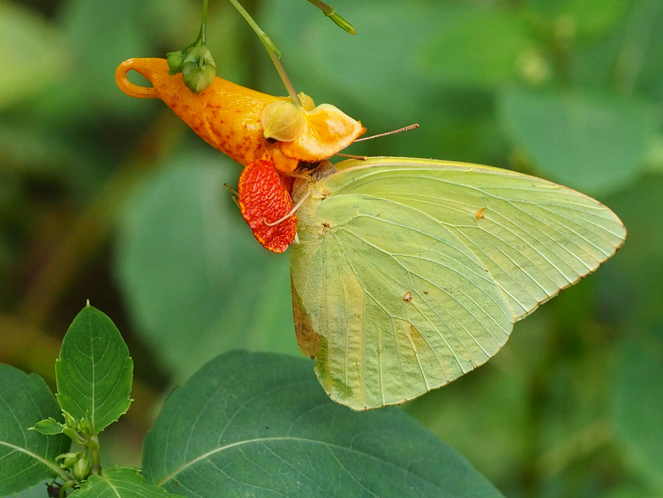 Cloudless Sulphur - Alabama Butterfly Atlas