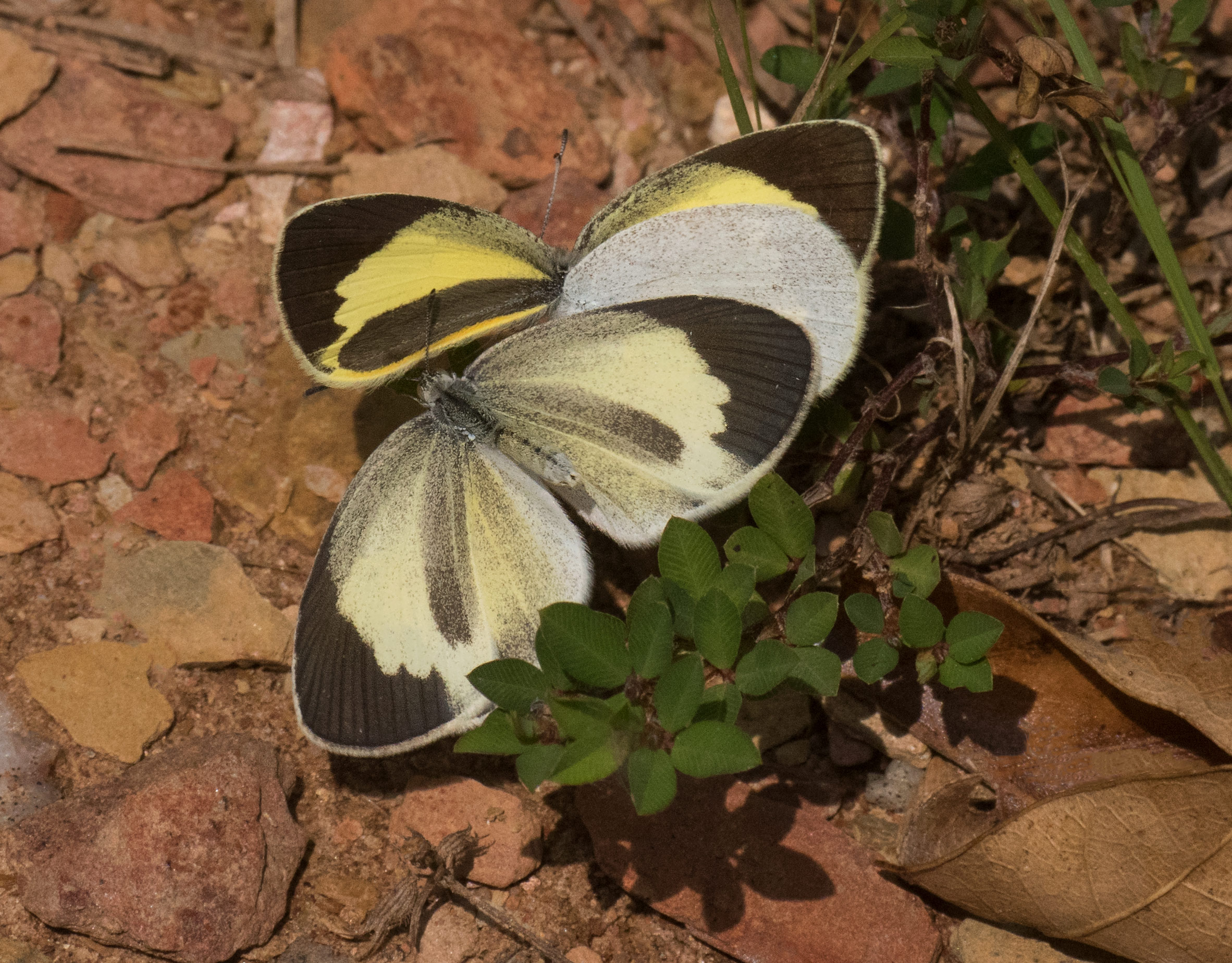 Barred Yellow - Alabama Butterfly Atlas