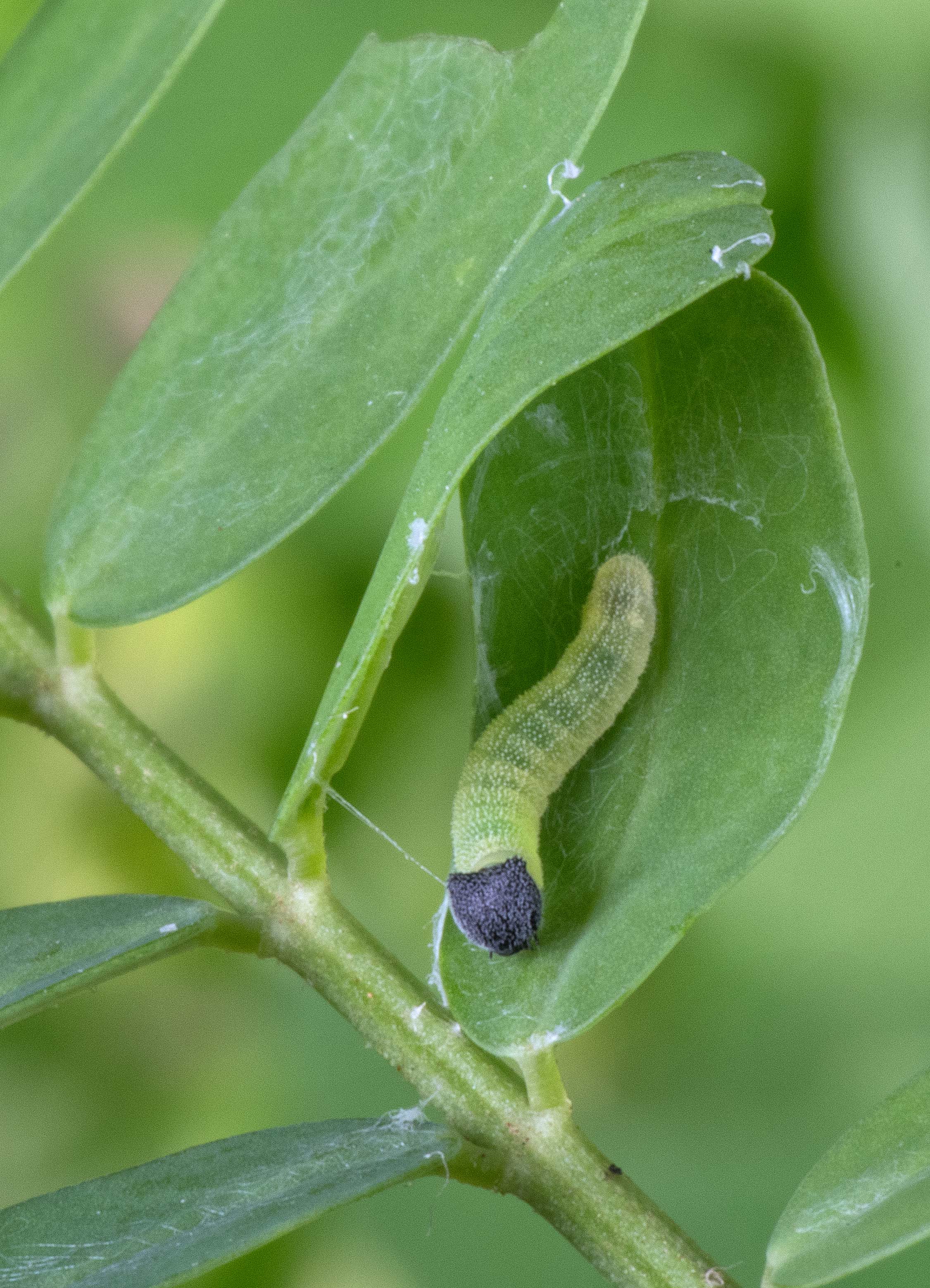 Wild Indigo Duskywing - Alabama Butterfly Atlas
