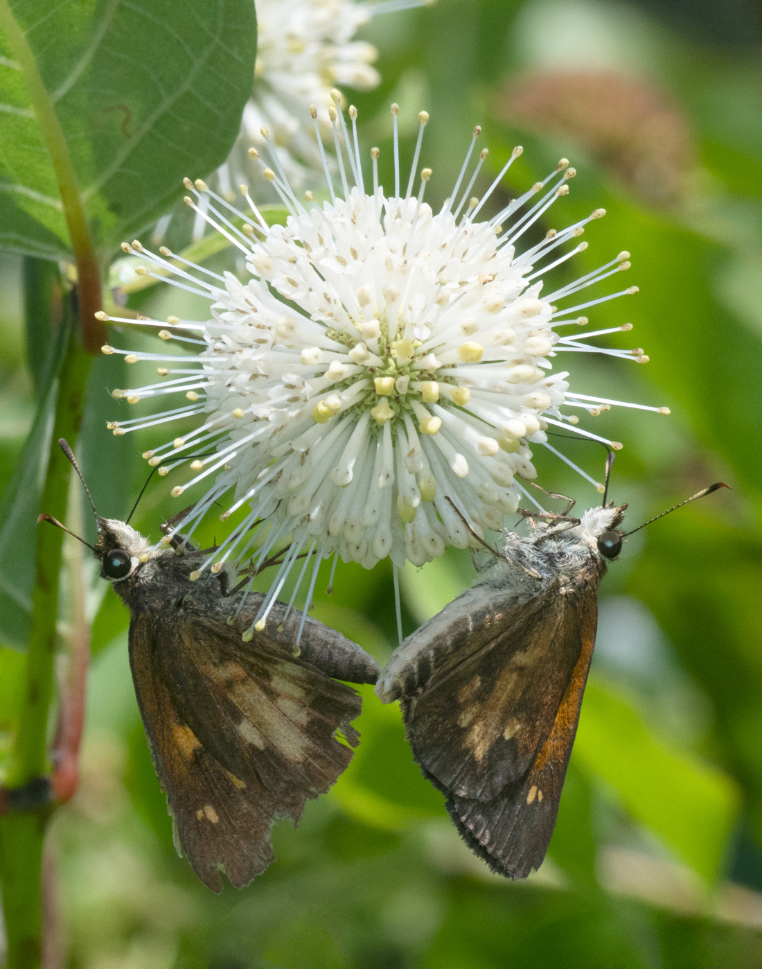 Broad-winged Skipper - Alabama Butterfly Atlas