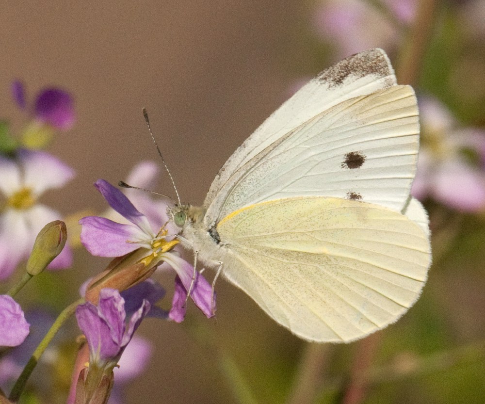 Cabbage White Alabama Butterfly Atlas