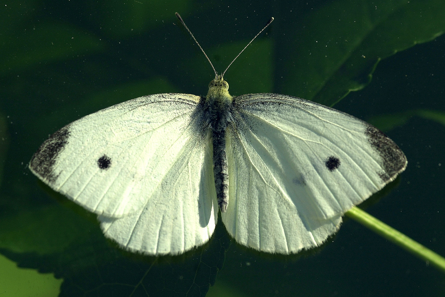 Cabbage White Butterfly Cabbage White Butterfly