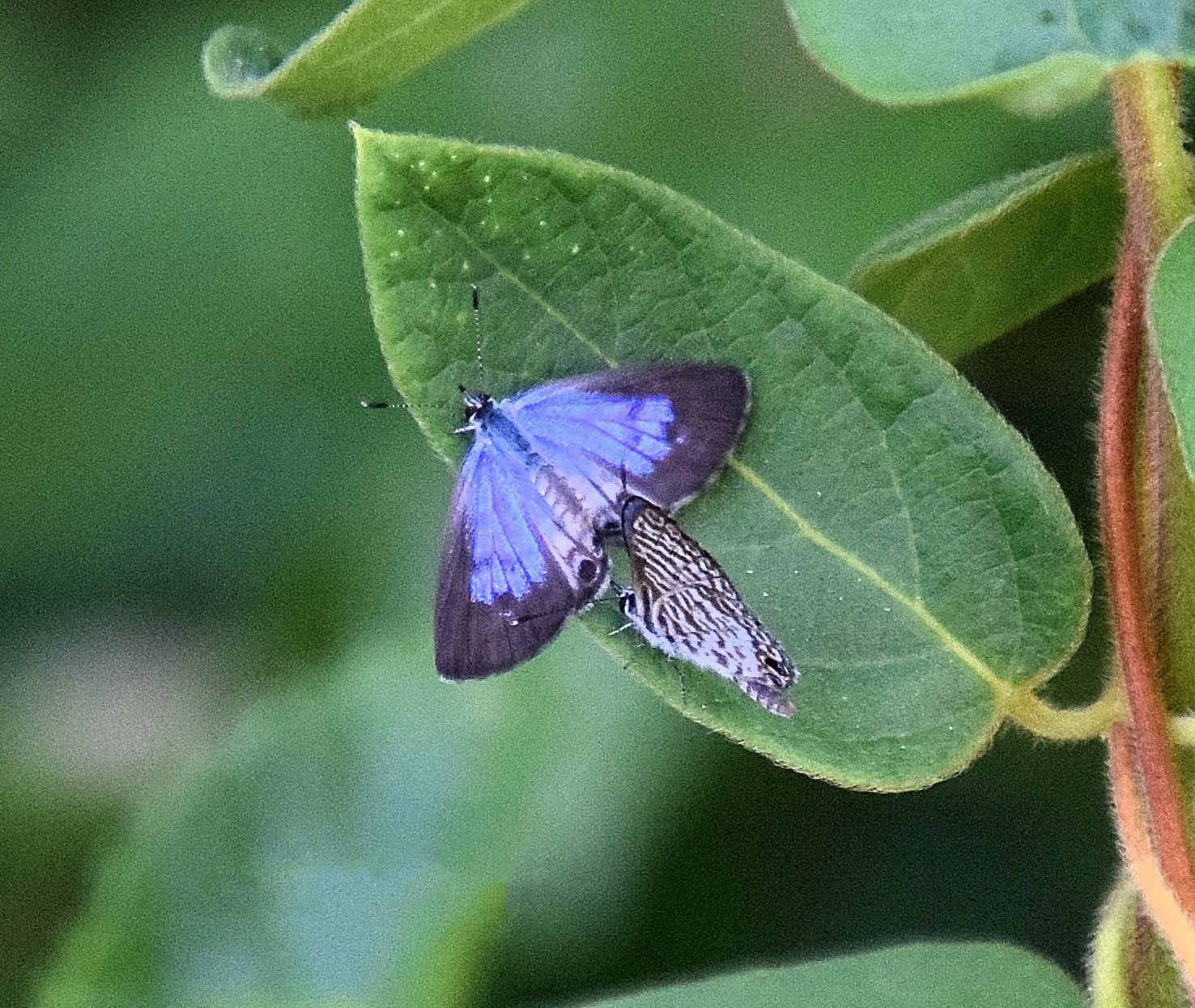 Cassius Blue - Alabama Butterfly Atlas