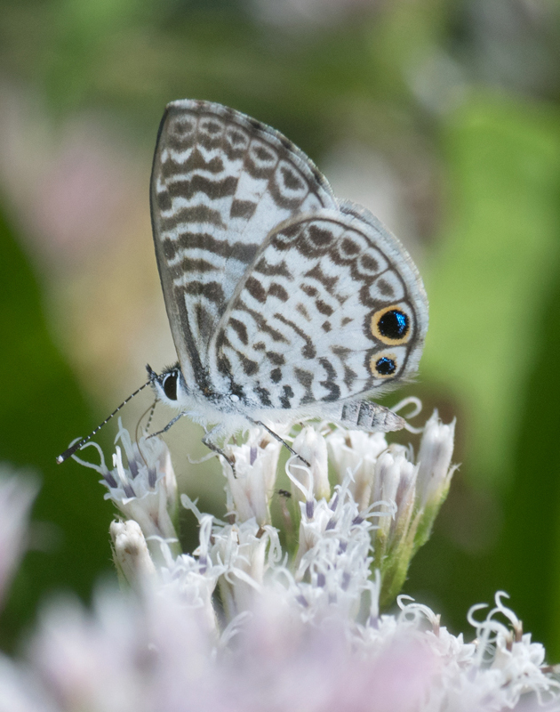 Cassius Blue - Alabama Butterfly Atlas
