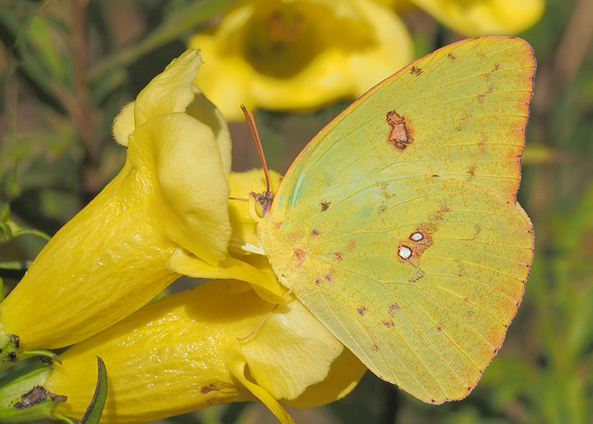 Cloudless Sulphur - Alabama Butterfly Atlas