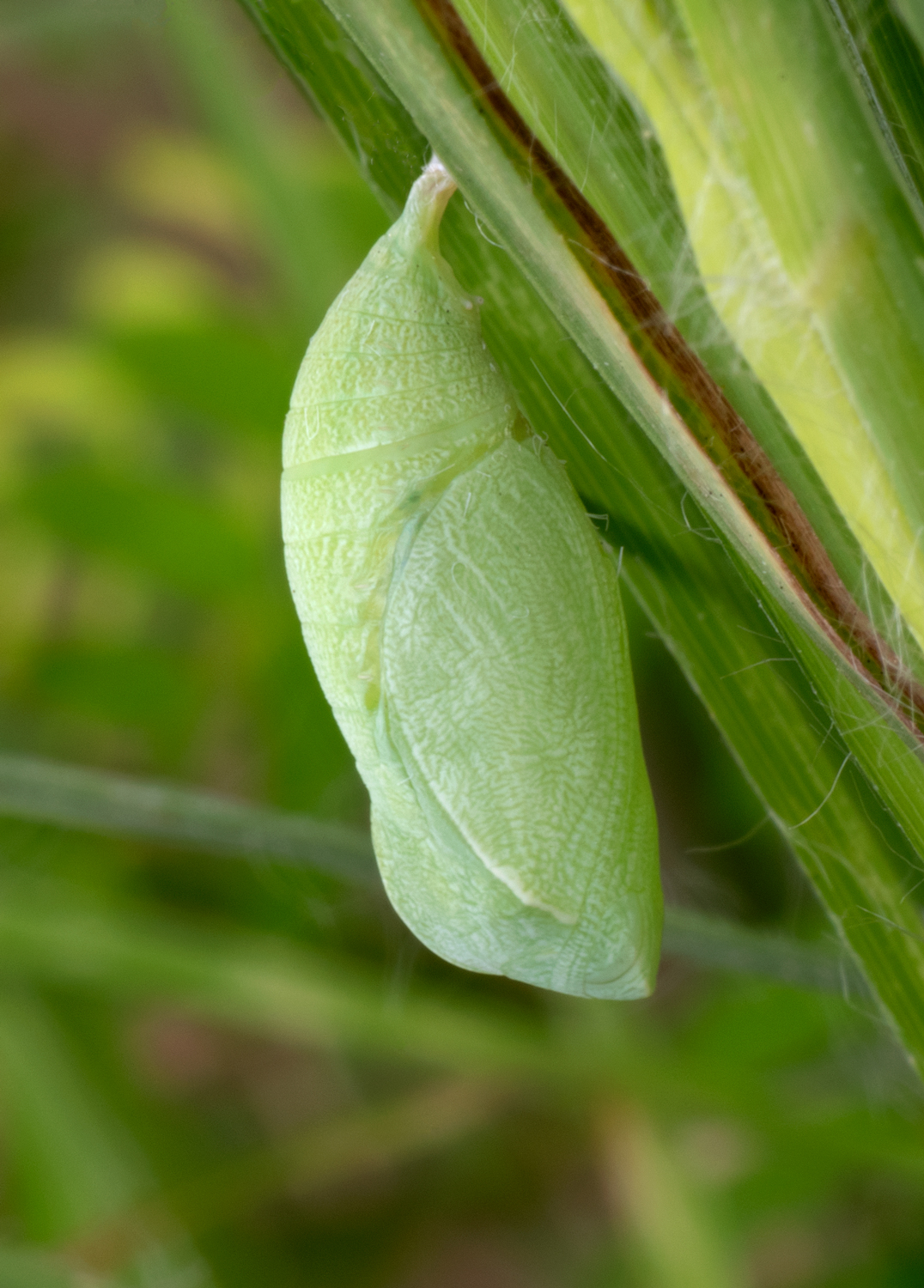 Common Wood Nymph - Alabama Butterfly Atlas