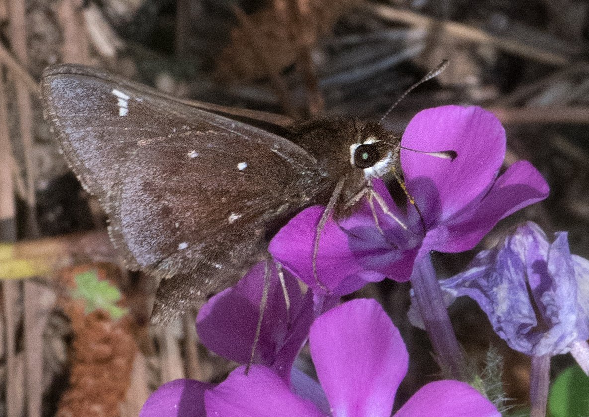 Dusted Skipper - Alabama Butterfly Atlas
