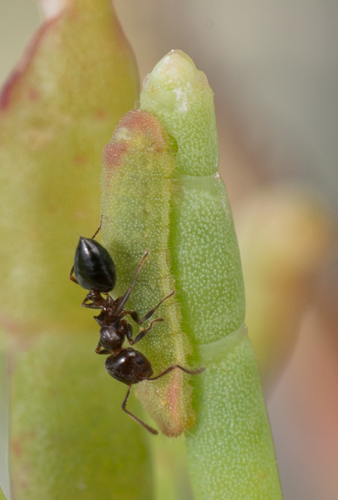 Eastern Pygmy-Blue - Alabama Butterfly Atlas
