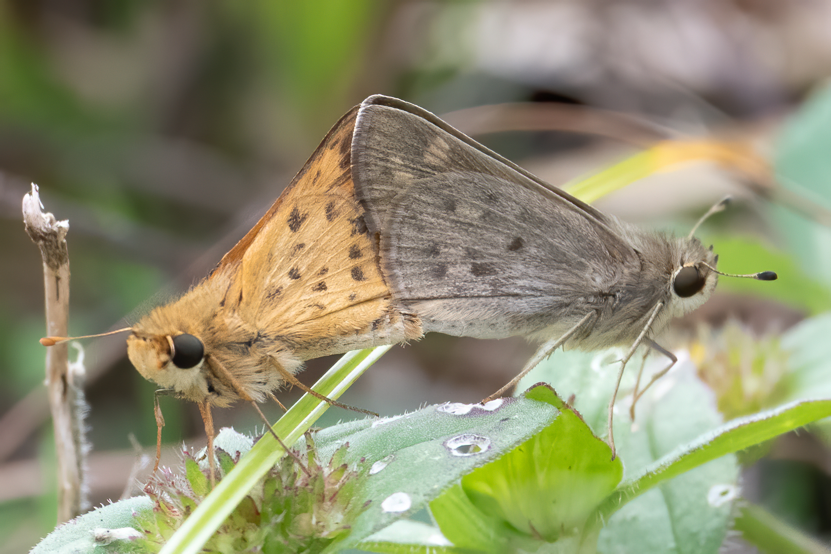 Fiery Skipper - Alabama Butterfly Atlas
