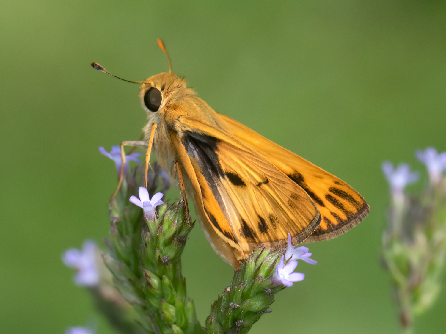 Fiery Skipper - Alabama Butterfly Atlas