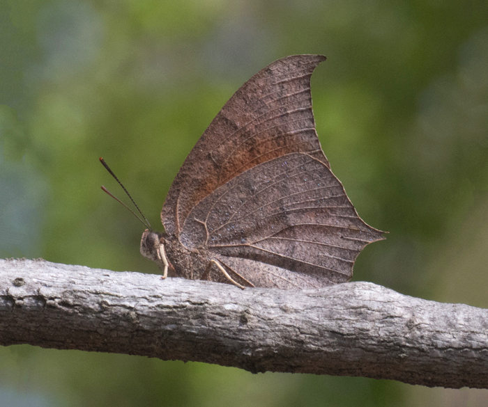 Goatweed Leafwing - Alabama Butterfly Atlas