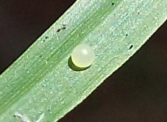 Intricate Satyr - Alabama Butterfly Atlas