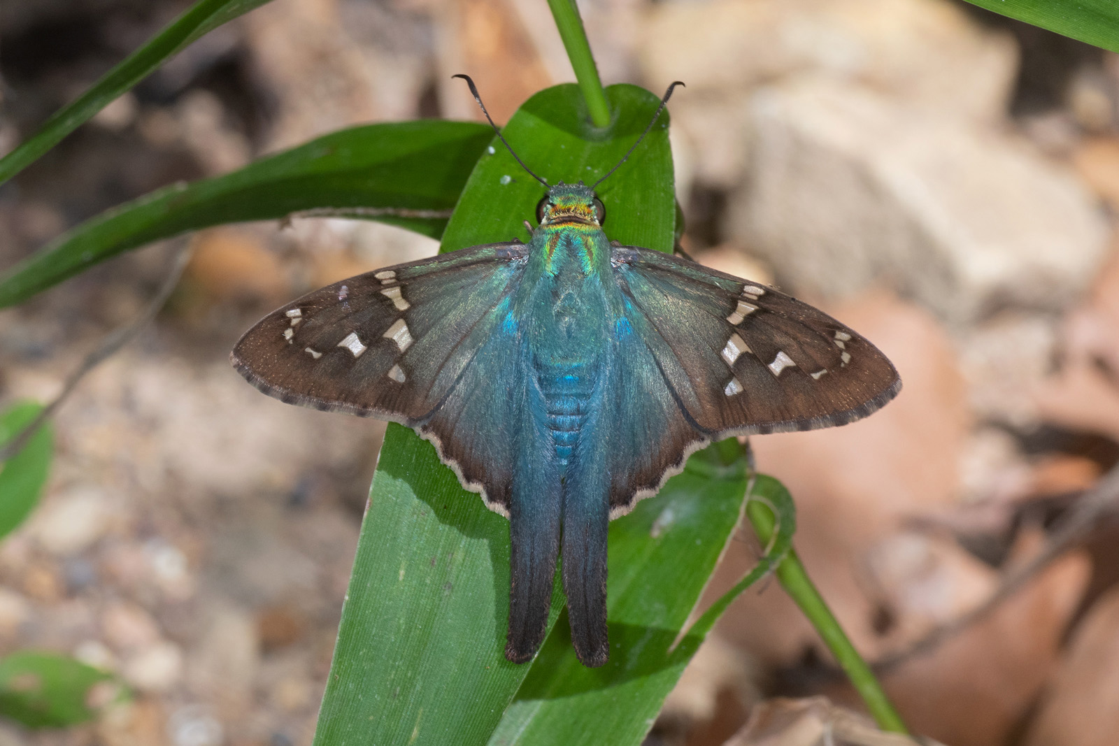 Long-tailed Skipper - Alabama Butterfly Atlas