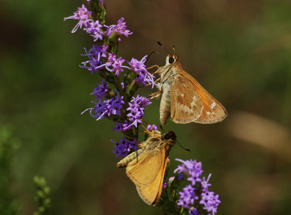 Sachem - Alabama Butterfly Atlas