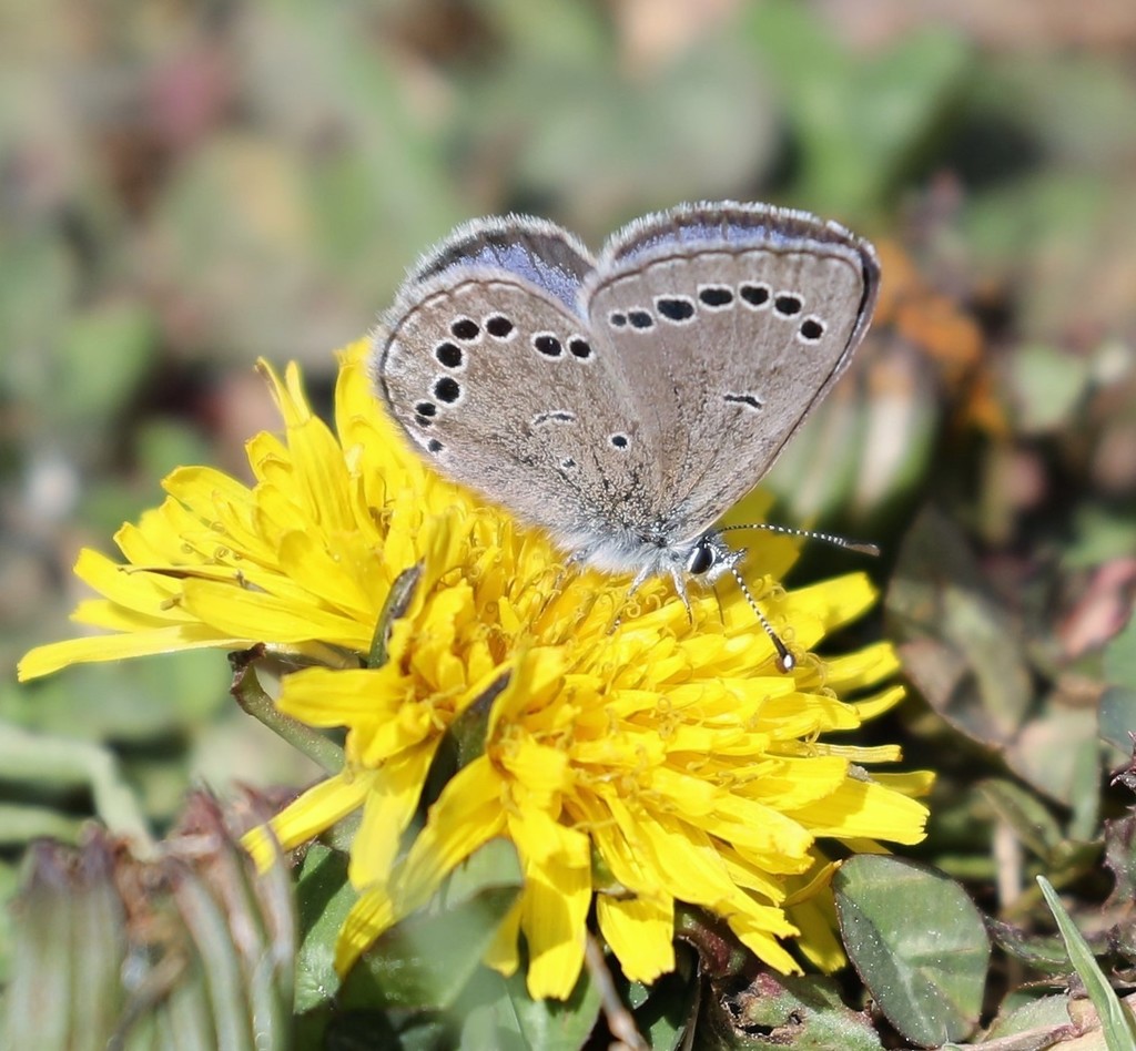 Silvery Blue - Alabama Butterfly Atlas