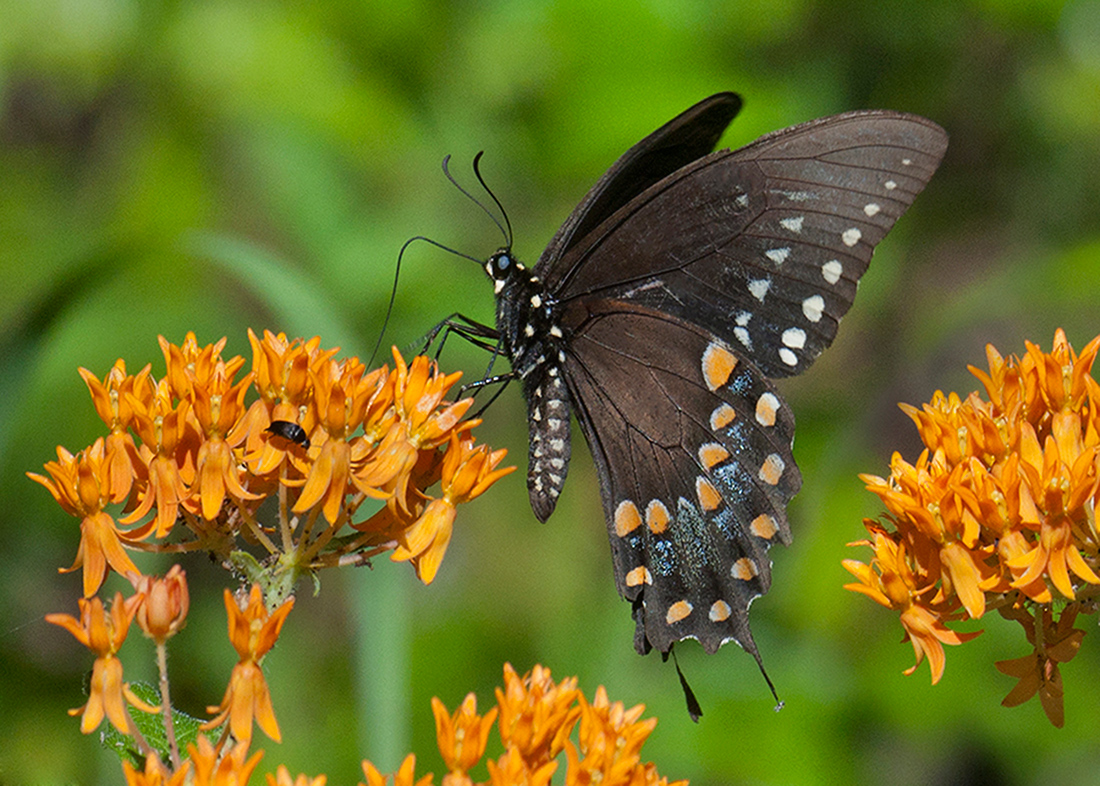 Spicebush Swallowtail - Alabama Butterfly Atlas