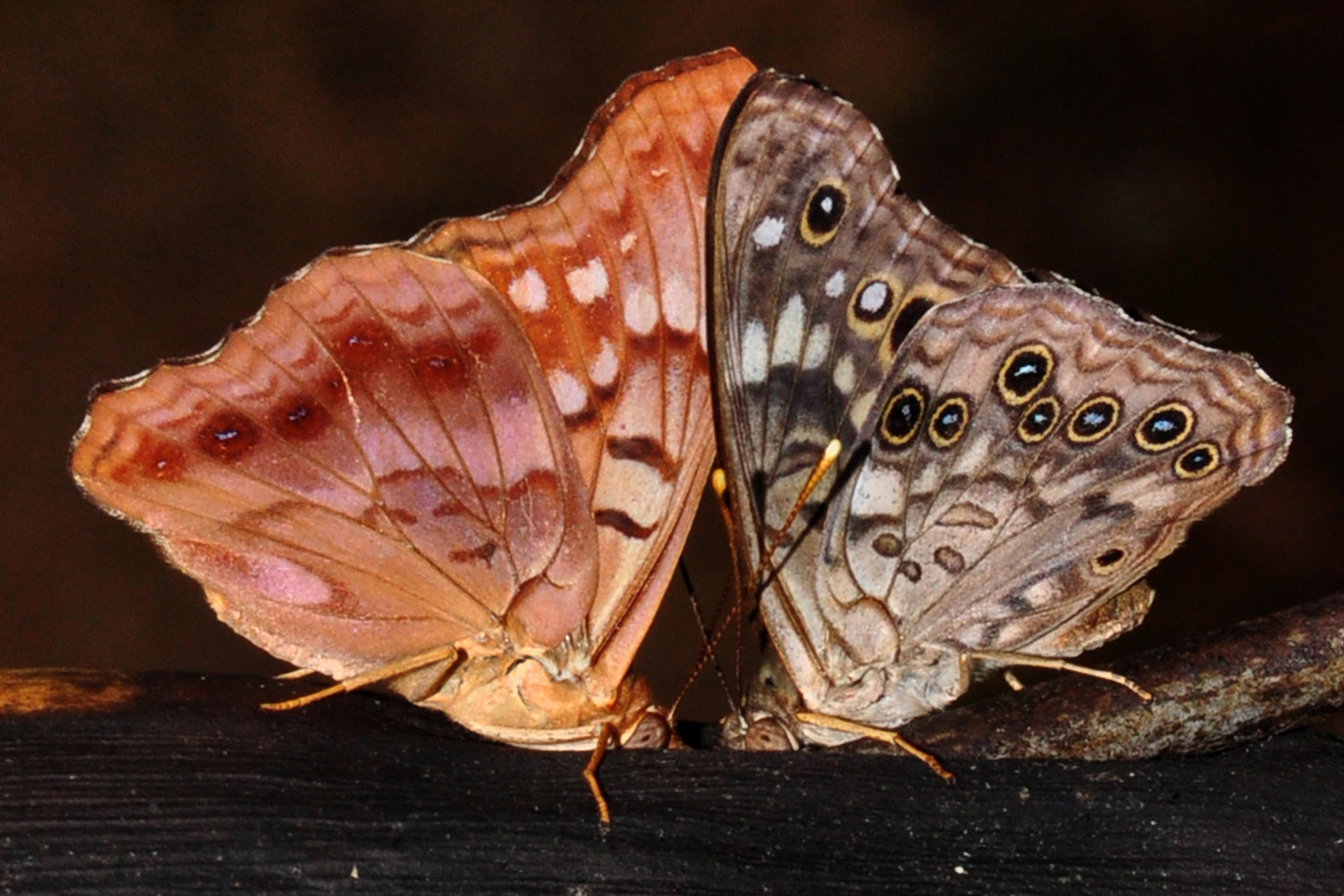 Hackberry Emperor - Alabama Butterfly Atlas