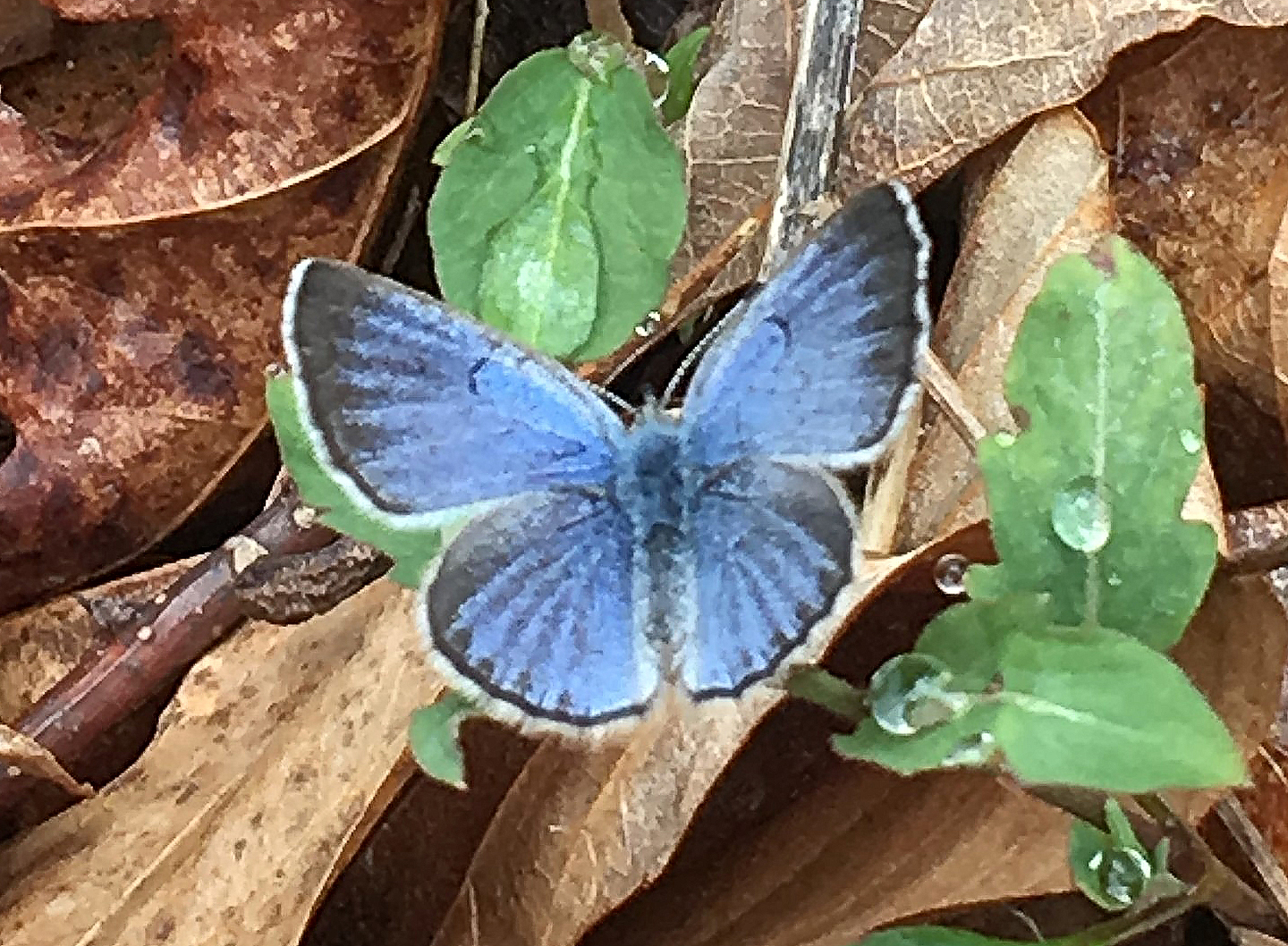 Silvery Blue - Alabama Butterfly Atlas