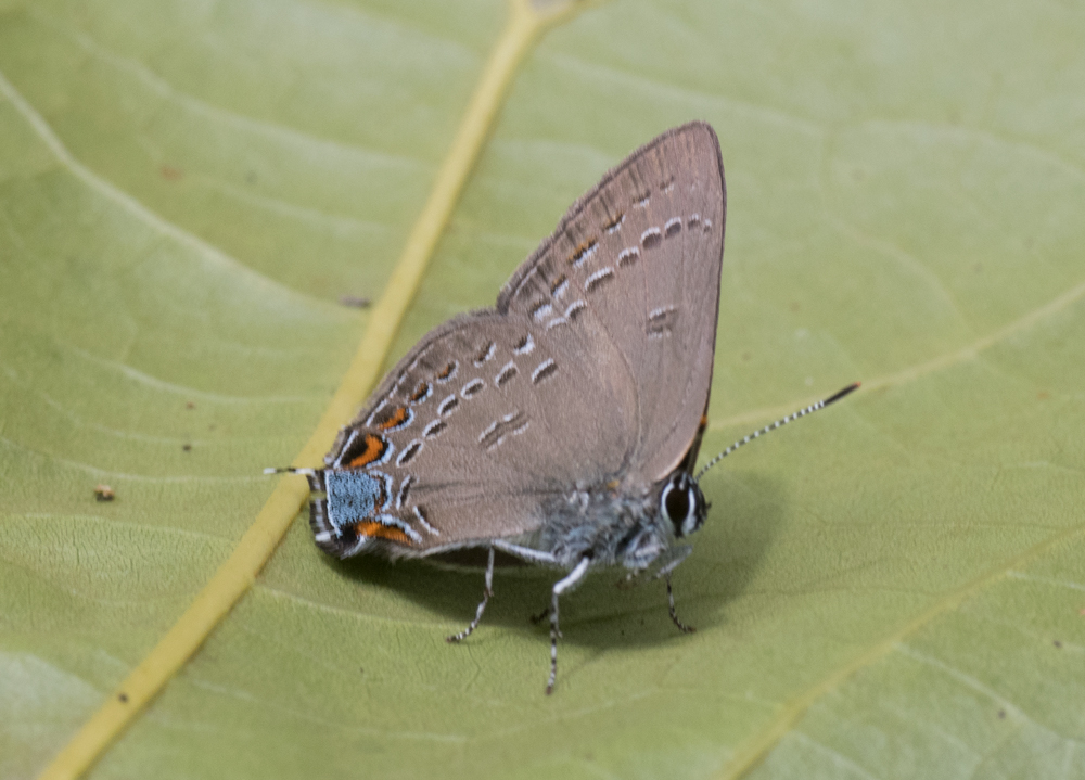 Edwards' Hairstreak - Alabama Butterfly Atlas