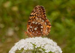 Great Spangled Fritillary - Alabama Butterfly Atlas