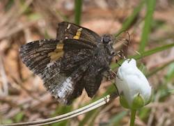 Hoary Edge - Alabama Butterfly Atlas