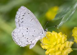 Summer Azure - Alabama Butterfly Atlas