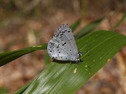 Spring Azure - Alabama Butterfly Atlas