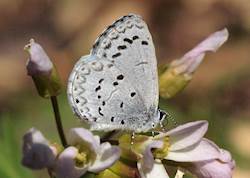 Spring Azure - Alabama Butterfly Atlas