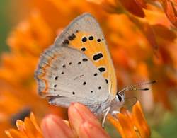 American Copper - Alabama Butterfly Atlas