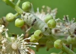 Appalachian Azure - Alabama Butterfly Atlas