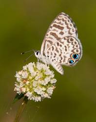 Cassius Blue - Alabama Butterfly Atlas