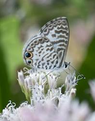 Cassius Blue - Alabama Butterfly Atlas