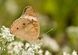 Common Buckeye - Alabama Butterfly Atlas