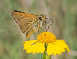 Crossline Skipper - Alabama Butterfly Atlas