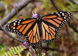 Monarch - Alabama Butterfly Atlas