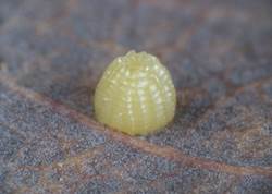 Diana Fritillary - Alabama Butterfly Atlas